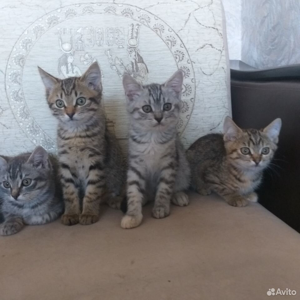 Котята полубританцы