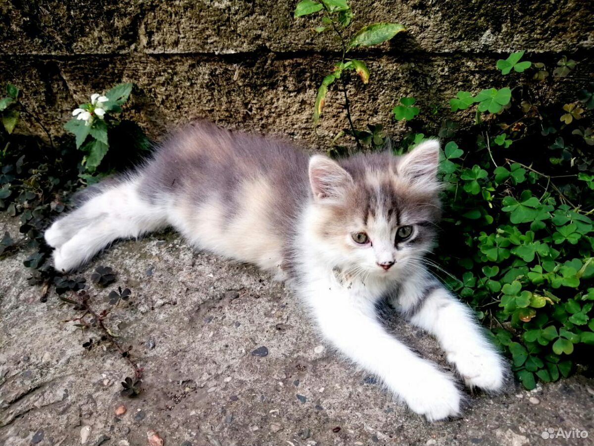 Отдам чудесных котят,персикового котика и две трех