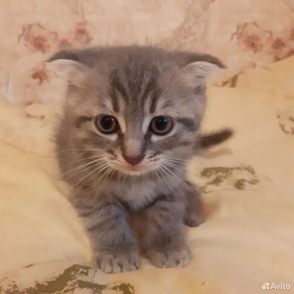 Вислоухие котята