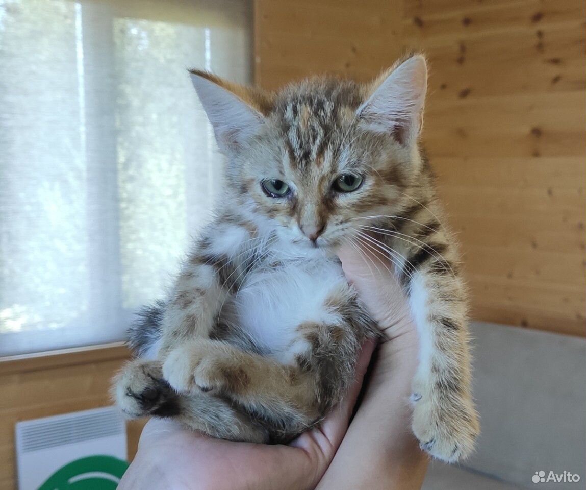 Котенок в добрые руки