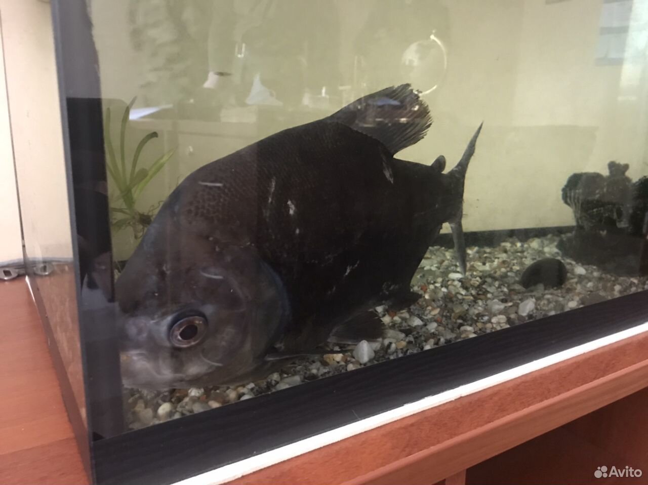 Рыба Пираньи