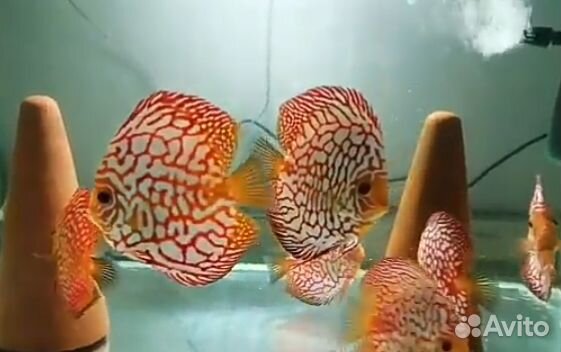 Дискус красная карта