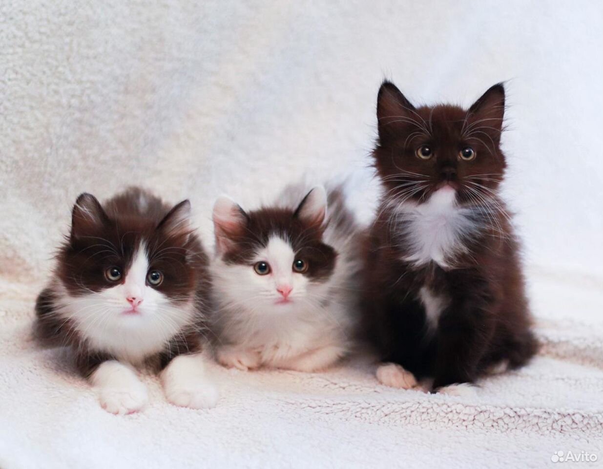 Котята в добрые руки, 2 месяца