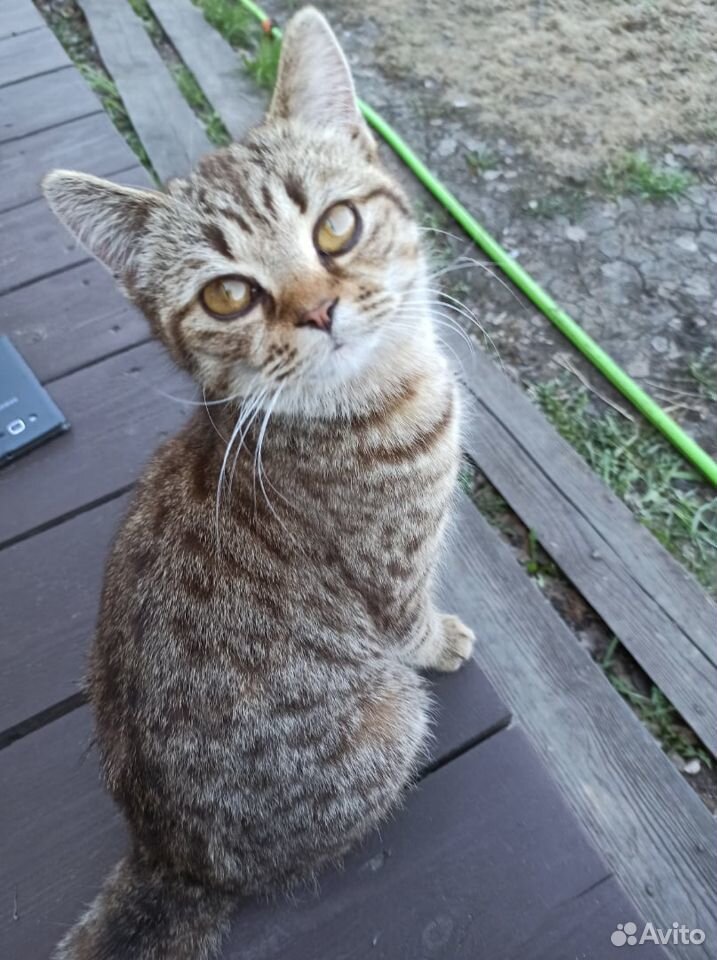 Кошка