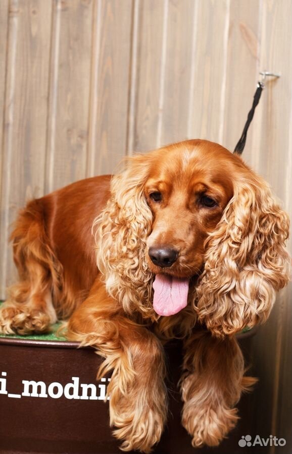 Кокер спаниель