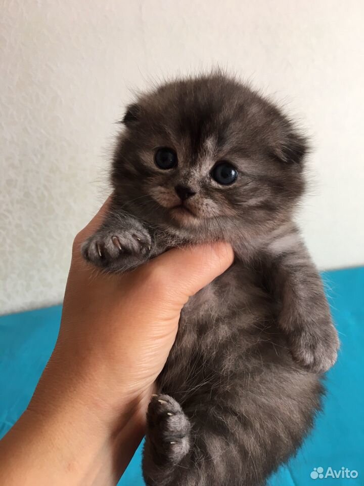 Шотландские котята