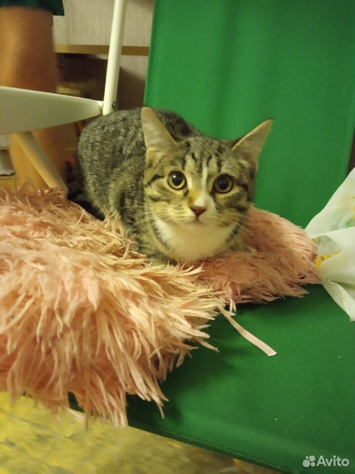 В добрые руки котёнок Марта