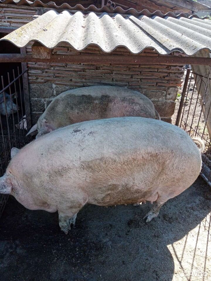 Свинки на мясо