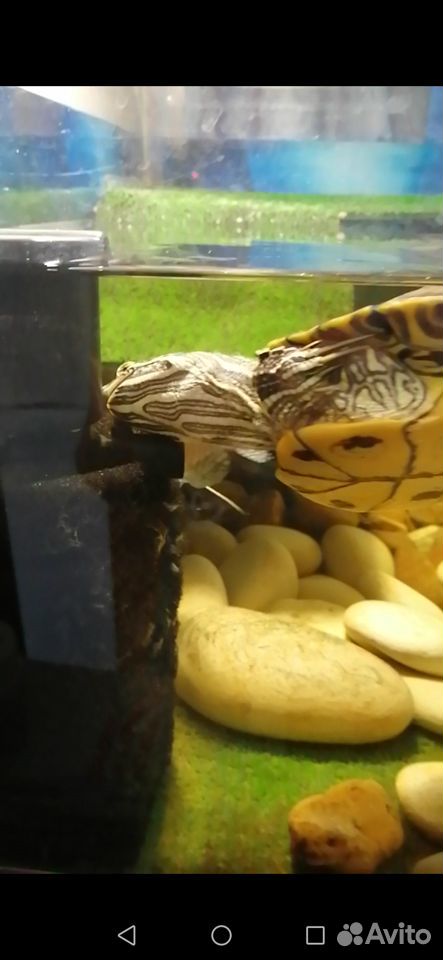 Черепаха в добрые руки