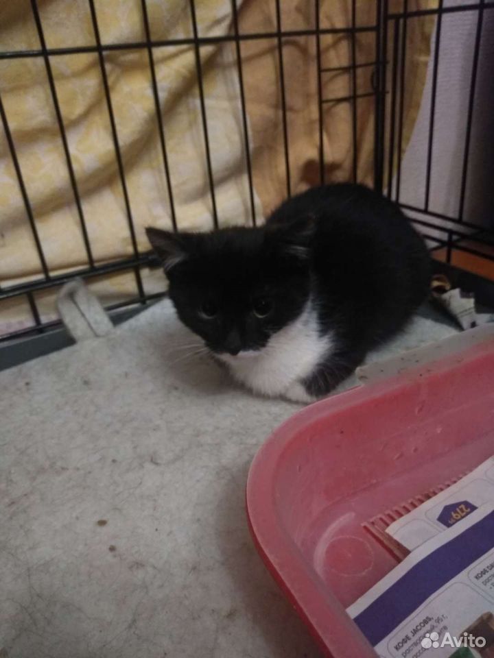 Котёнок