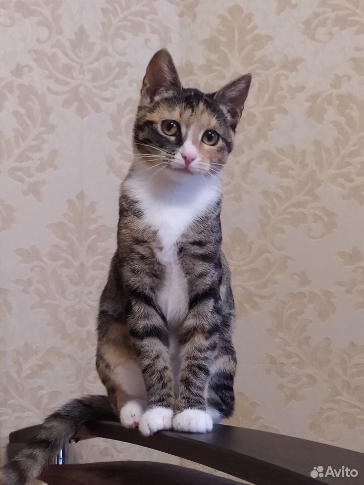 Трехцетный котенок, девочка 5 мес
