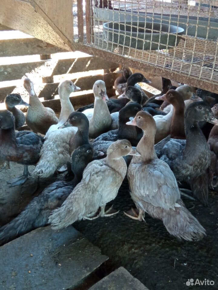 Немецкие утки