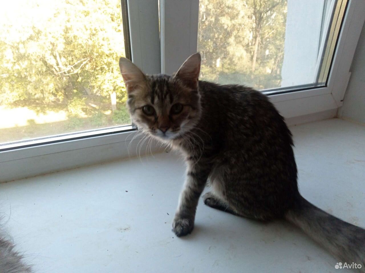 Кошка