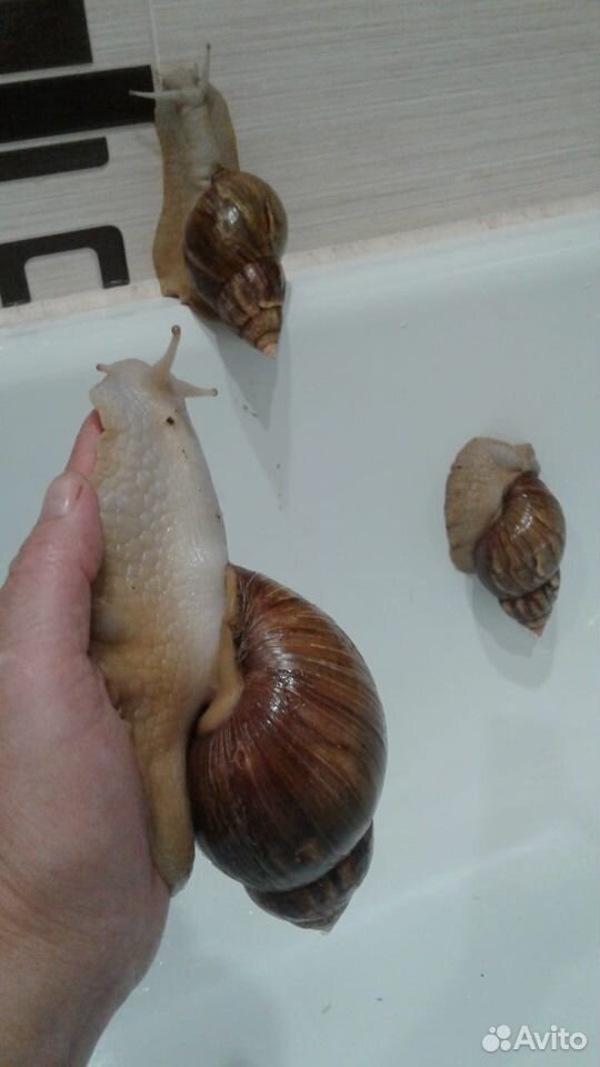 Улитки Африканские ахатины в хорошие руки