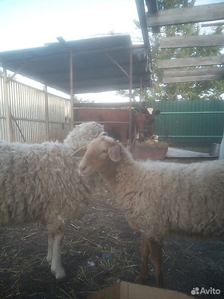 Сх животные