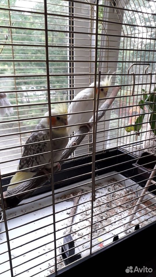 Попугаи Корелла с огромной клеткой Ferplast