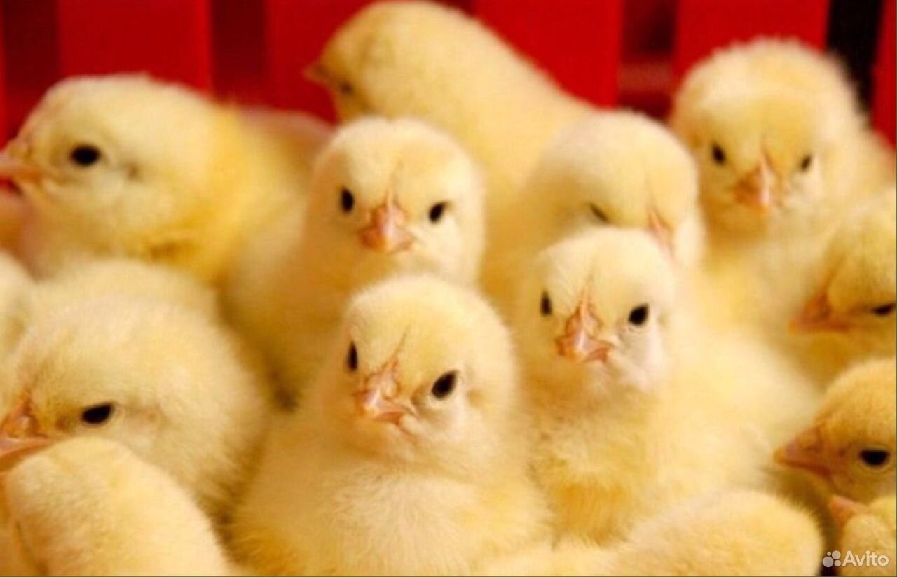 Цыпленок бройлер рос-308