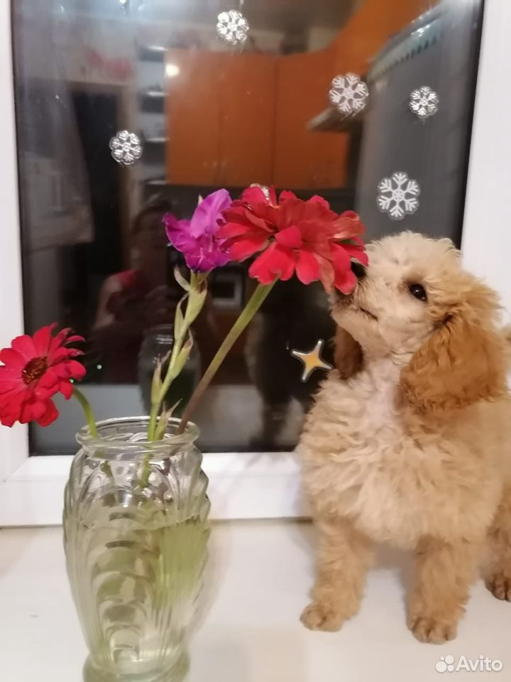 Продам миниатюрного пуделя