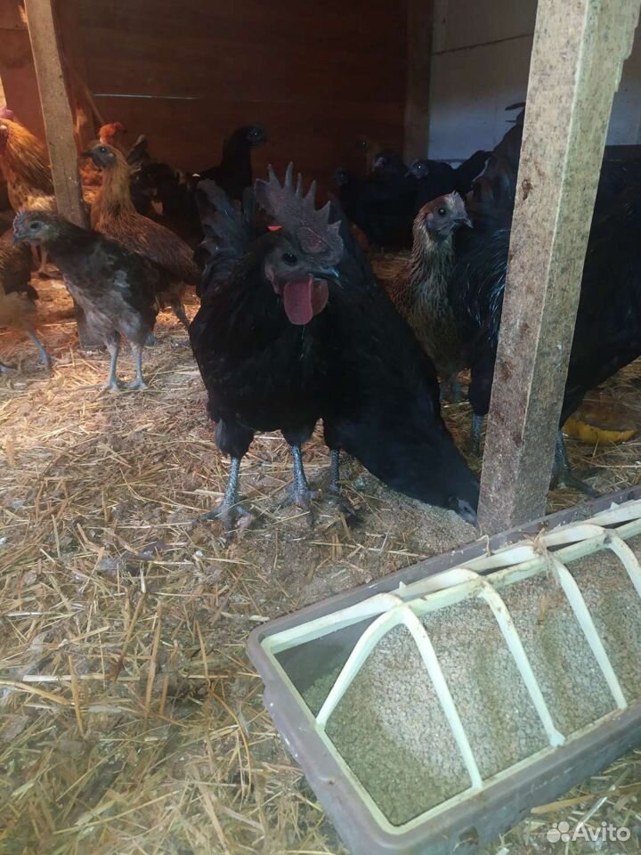 Ухейлюх цыплята перепела