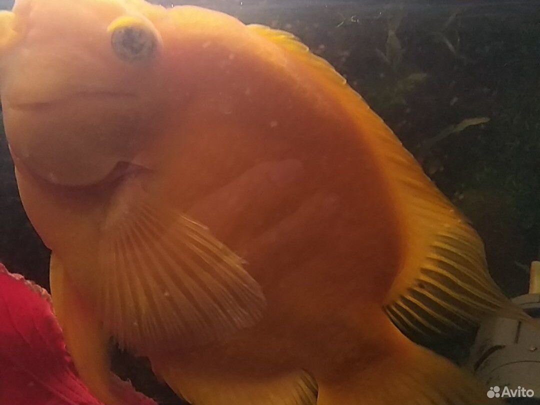 Рыбы Попугайчики