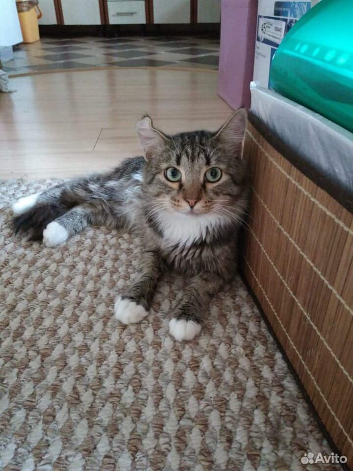 Кошка 1 год бесплатно