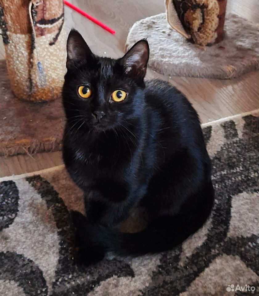 Котенок Черничка