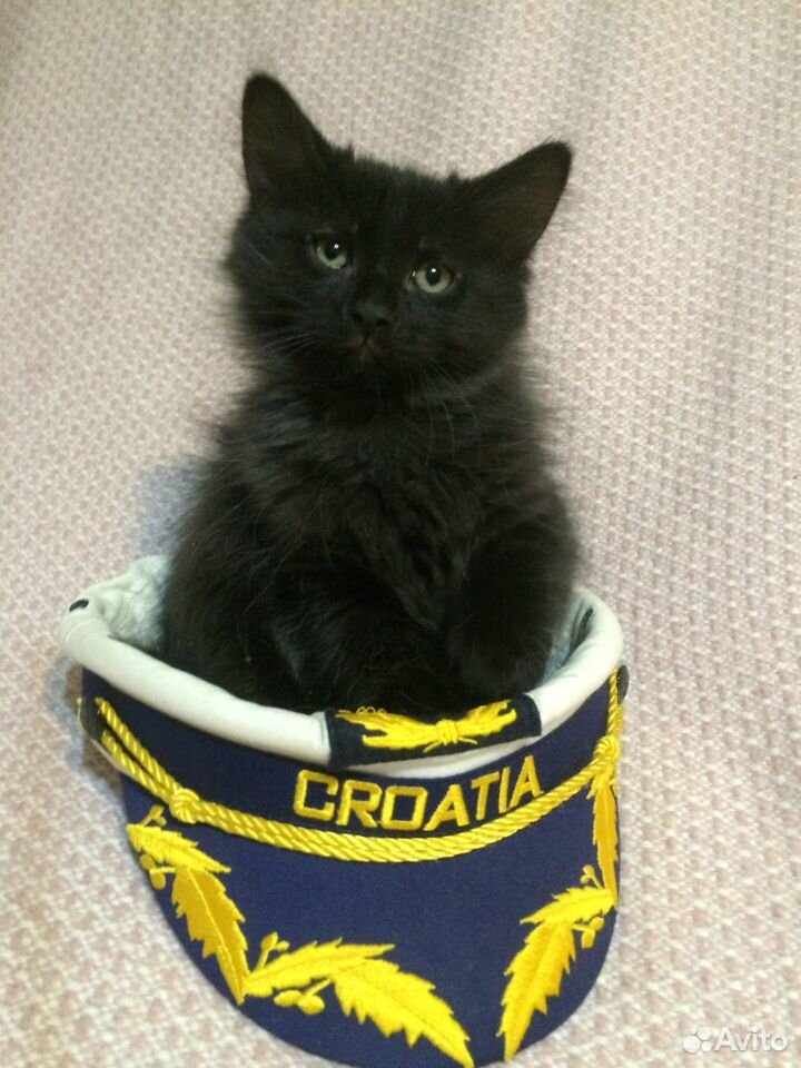 Котенок в дар