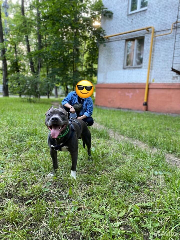 Кобель Амстафф вязка (окрас голубой)