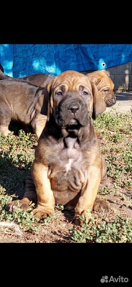 Фила Бразилейро