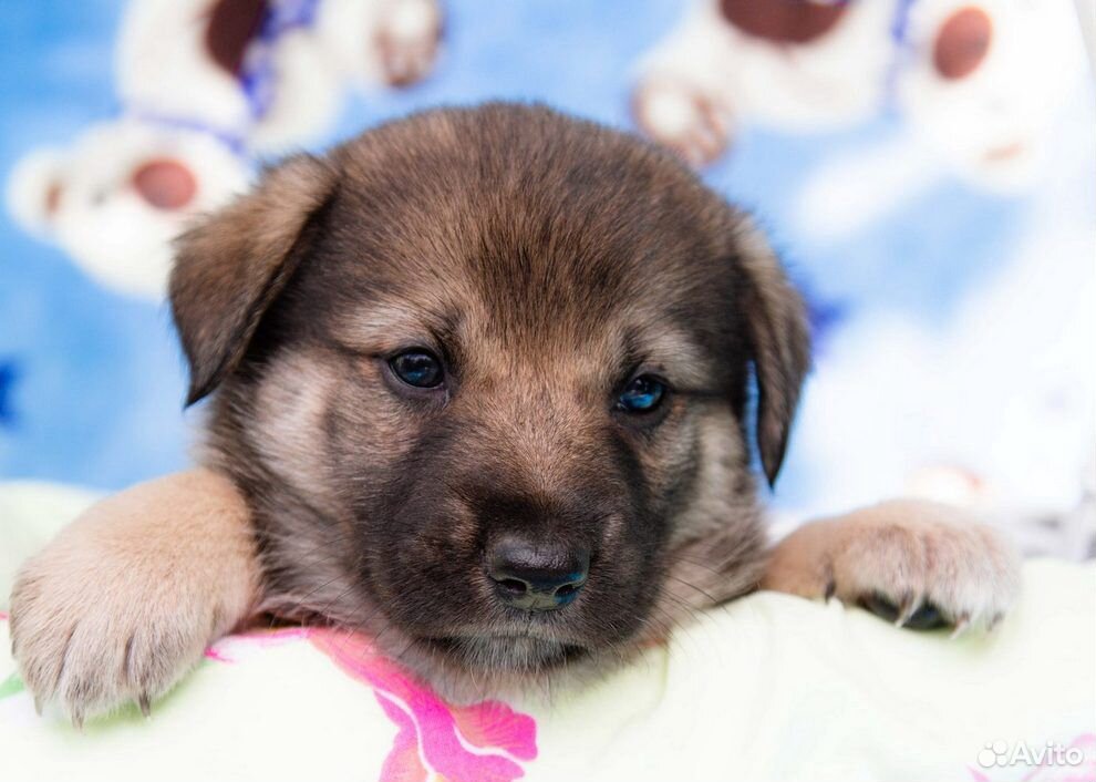 Девочка Джесс, огонь - щенок в добрые руки