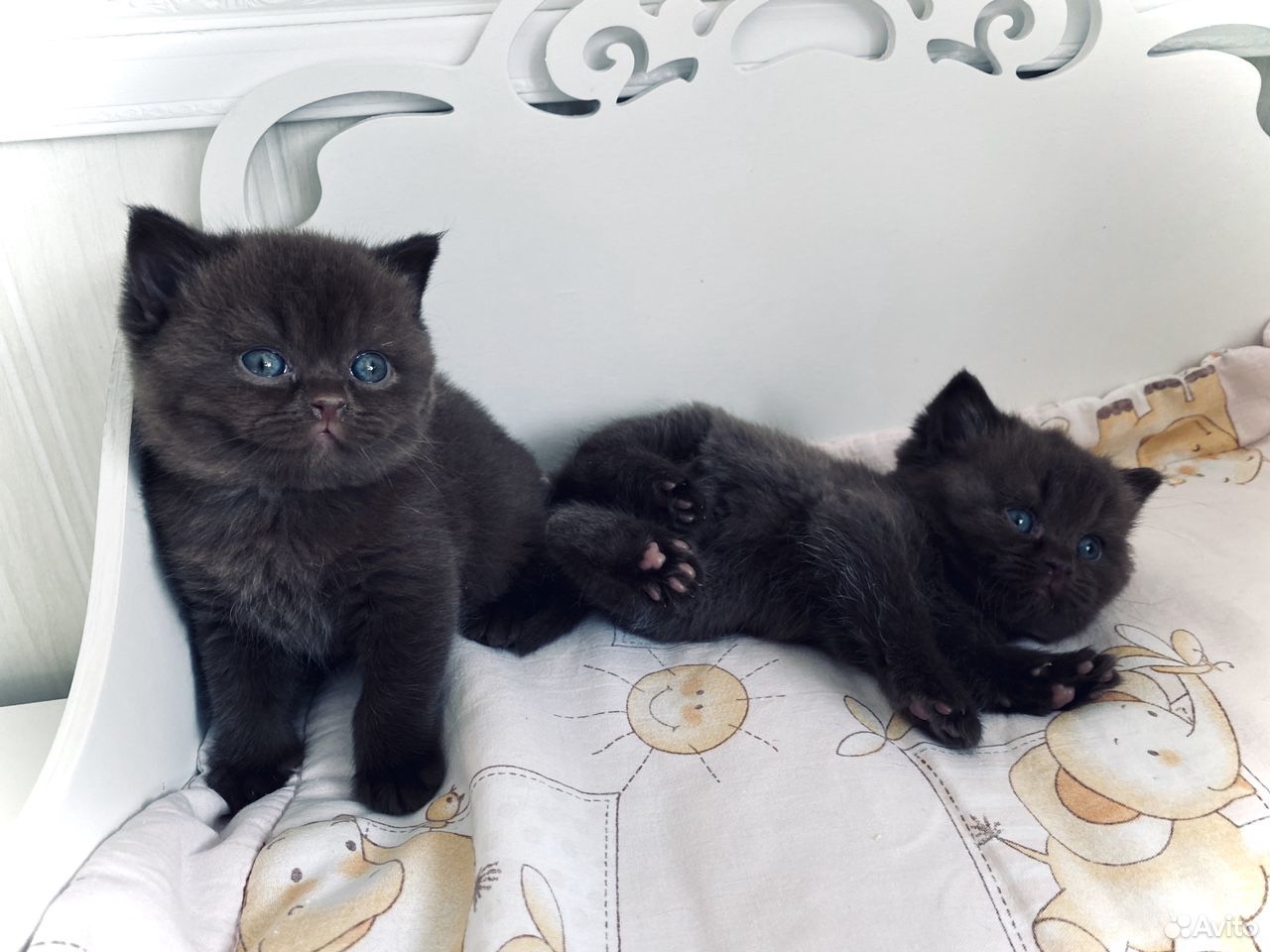Британские котята
