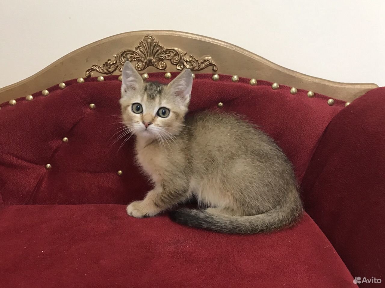 Чаузи котята Юнона и Авось