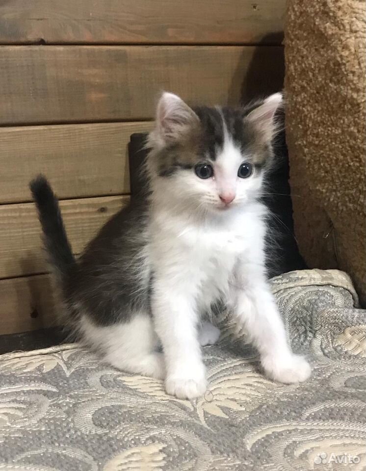 Котятки ребятки