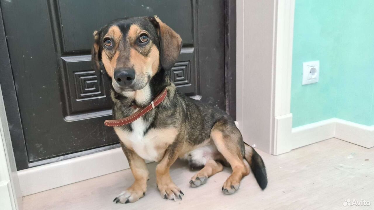 Собака Чарлик 8 мес. Метисы таксы