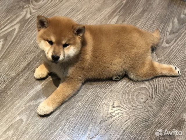 Щенок Сиба-Ину
