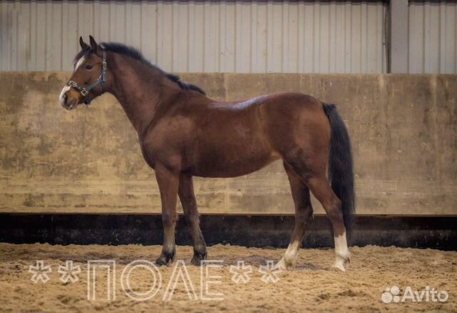 Пони в спорт