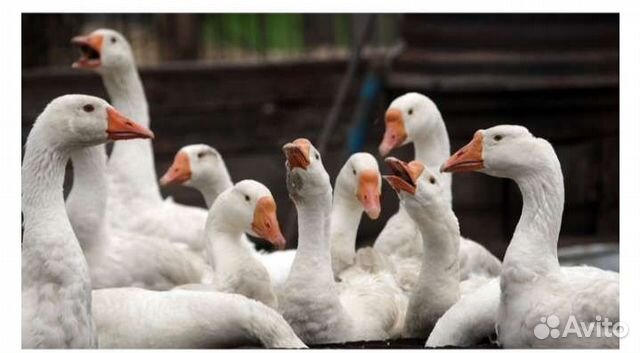 Продам гусей