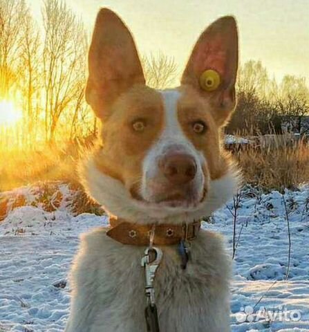Солнечный пёс