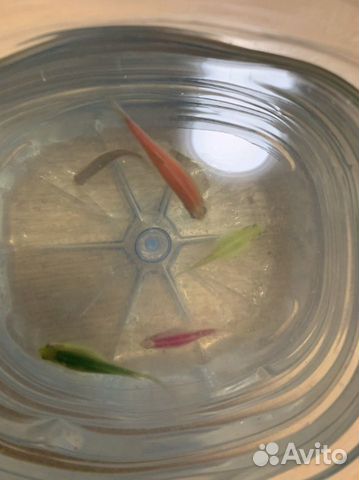 Аквариумные рыбки бесплатно