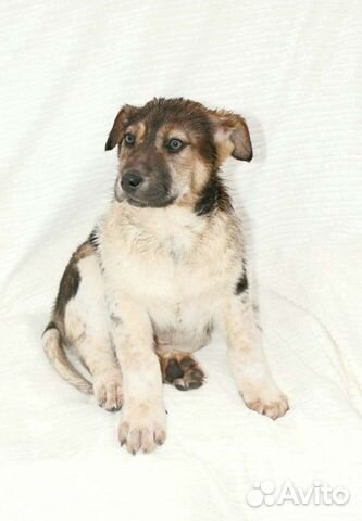 Эльза в добрые руки щенок от крупных родителей