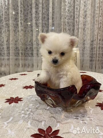 Шпиц лисенок