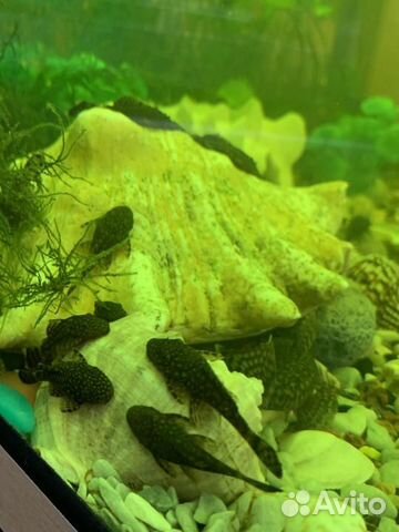 Сомики анцитрус