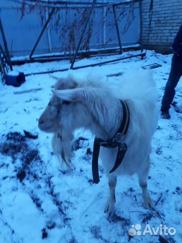 Козы котные