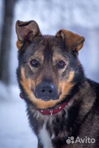 Рикки, молодой пёс из приюта ищет дом