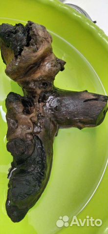 Коряга мопани