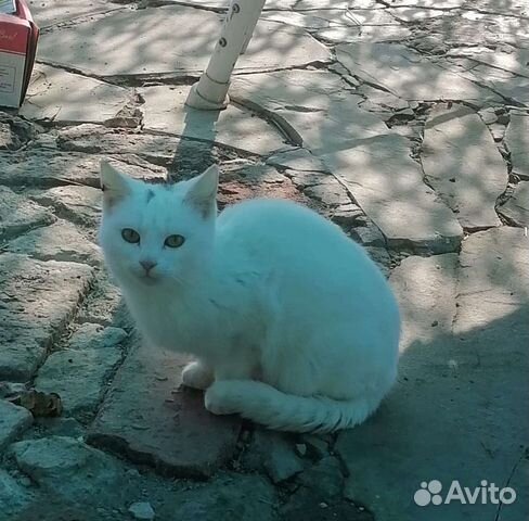 Кошечка метис британца