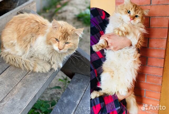 История о диком рыжем коте, который заболел