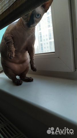 Бамбино