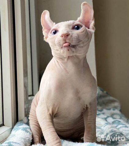 Кот эльф
