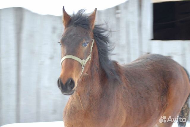 Жеребец русский рысак